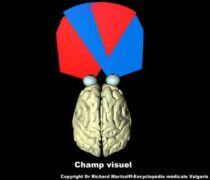Hemianopsie – Symptome, Ursachen und Behandlung