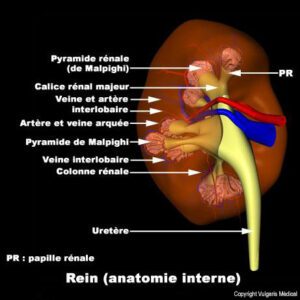 Cáliz renal: síntomas, causas y tratamientos