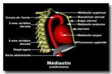 Médiastin (subdivision) - Anatomie, photo et illustration