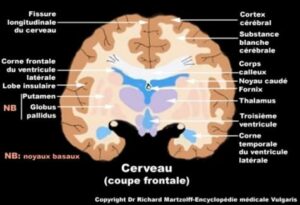 Cortex cérébral - Symptômes, Causes et traitements