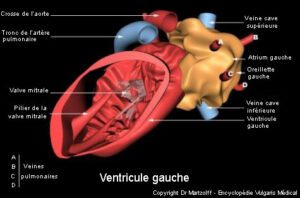 Ventricule gauche (schéma) - Anatomie, photo et illustration