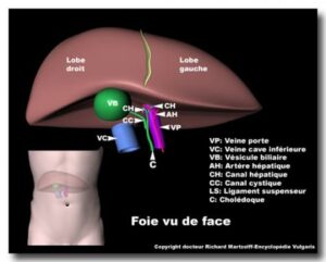 Maladie de Gilbert : Causes, Symptômes, Traitements – Vulgaris-medical