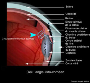 Oeil - angle irido-cornéen (schéma) - Anatomie, photo et illustration