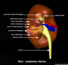 Rein - anatomie interne - Anatomie, photo et illustration
