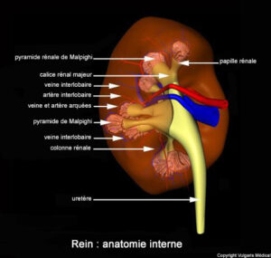 Rein - anatomie interne - Anatomie, photo et illustration