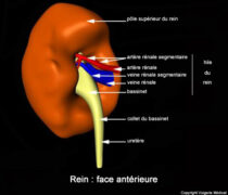 Rein : face antérieure - Anatomie, photo et illustration