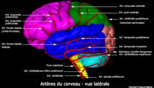 Schéma Artères Cérébrales – Schéma Vascularisation Cerveau – IFKUCG