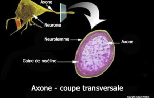 Axone - coupe transversale - Anatomie, photo et illustration
