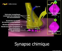 Sinapsi chimica - Vulgaris-medical