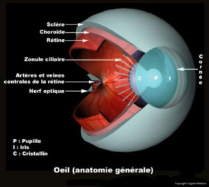 Oeil : anatomie interne (coupe sagittale) - Anatomie, photo et illustration