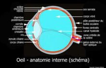 Œil - anatomie interne (coupe schématique) - Anatomie, photo et ...