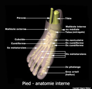 Pied (squelette) vue supéro-interne - Anatomie, photo et illustration