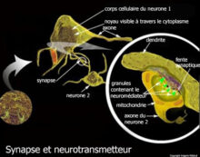 Synapse et neurotransmetteur - Anatomie, photo et illustration