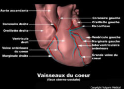 Artères et veines coronaires (face sterno-costale) - Anatomie, photo et ...