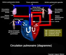 Pulmonary circulation (diagram) - Anatomy, photo and illustration