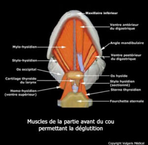 Déglutition (muscles de la) - Anatomie, photo et illustration