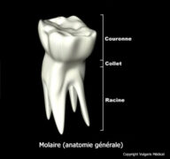Molaire (anatomie générale) - Anatomie, photo et illustration