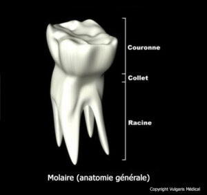 Molaire (anatomie générale) - Anatomie, photo et illustration