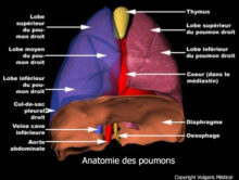 Poumons (anatomie de face) - Anatomie, photo et illustration
