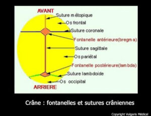 Sutures crâniennes - Anatomie, photo et illustration