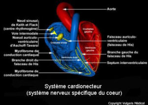 Système cardionecteur (schéma) - Anatomie, photo et illustration