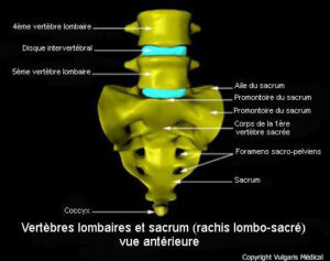 Vertèbres lombaires et sacrum (schéma) - Anatomie, photo et illustration