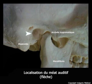 Méat auditif (localisation) - Anatomie, photo et illustration