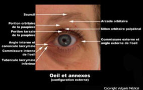 Oeil et annexes – Vulgaris-medical