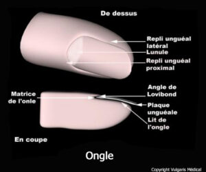 Ongle - Anatomie, photo et illustration