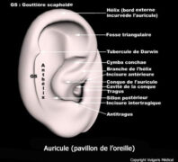 Oreille (anatomie, image de synthèse en 3D) - Anatomie, photo et ...