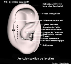 Oreille (anatomie, image de synthèse en 3D) - Anatomie, photo et ...