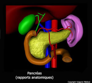 Pancréas (rapports anatomiques) - Anatomie, photo et illustration