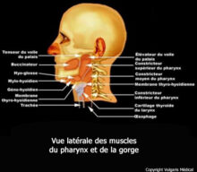 Pharynx (vue latérale, anatomie) - Anatomie, photo et illustration