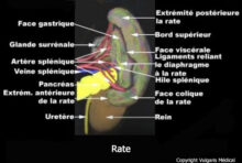 Rate (anatomie) - Anatomie, photo et illustration