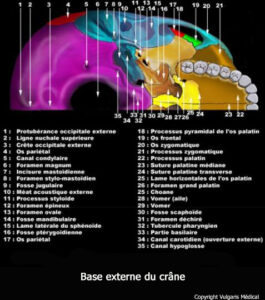 Crâne (base externe) - Anatomie, photo et illustration
