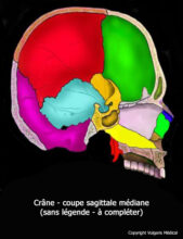 Crâne (coupe sagittale médiane, sans légende) - Anatomie, photo et ...