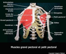 Pectoral (muscles grand et petit) – Vulgaris-medical
