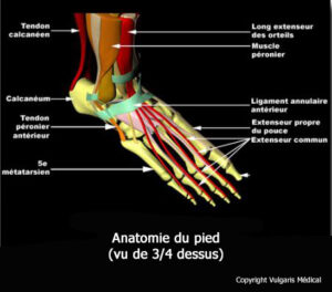 Pied - Anatomie, photo et illustration