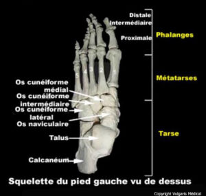 Squelette du pied gauche vu de dessus - Anatomie, photo et illustration